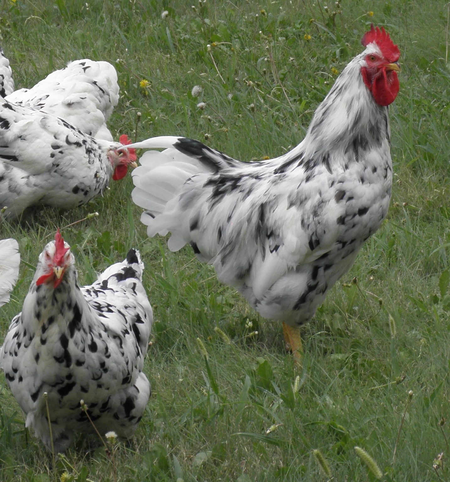 Ep106 – The Erminette Breed with Matt Hemmer